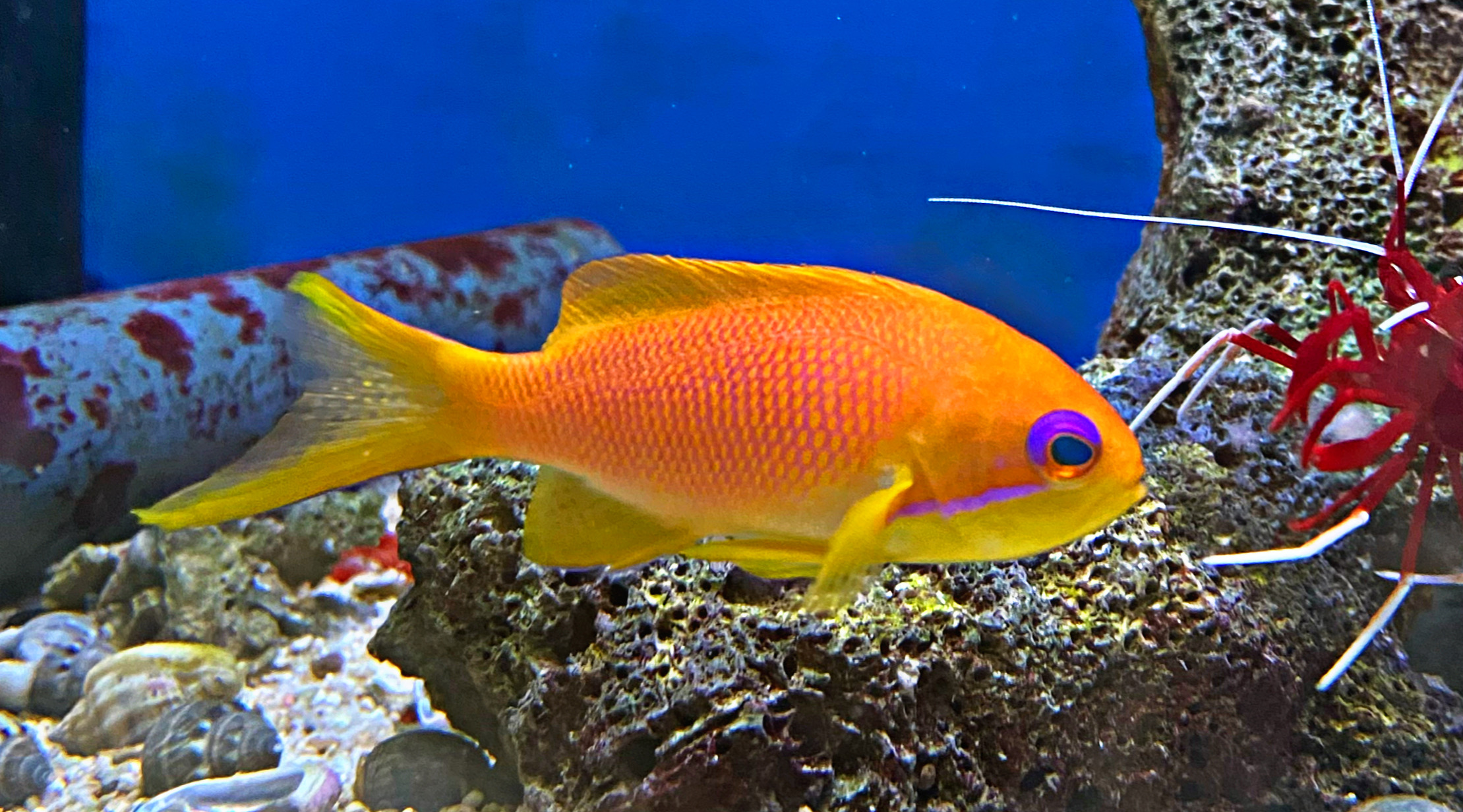 Pseudanthias squamipinnis Weibchen | S | Ant 6